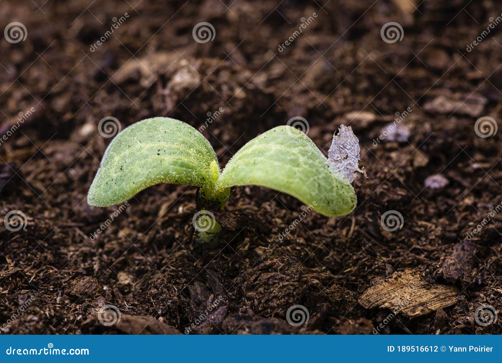 Growing sprout stock photo. Image of fresh, life, farming - 189516612