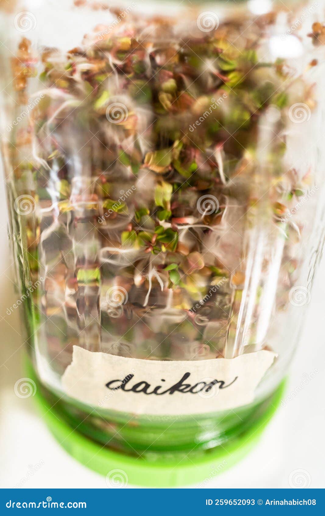 Growing sprouts in a jar stock image. Image of nature - 259652093