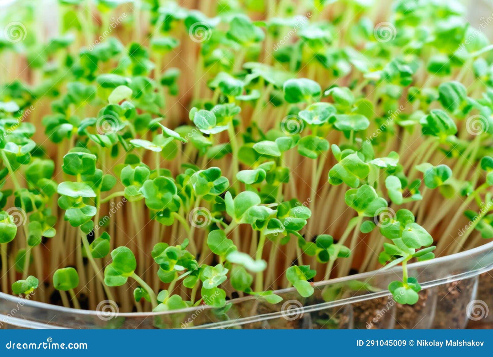 Growing Sprouts of Microgreens in a Container Close-up. Stock Image ...