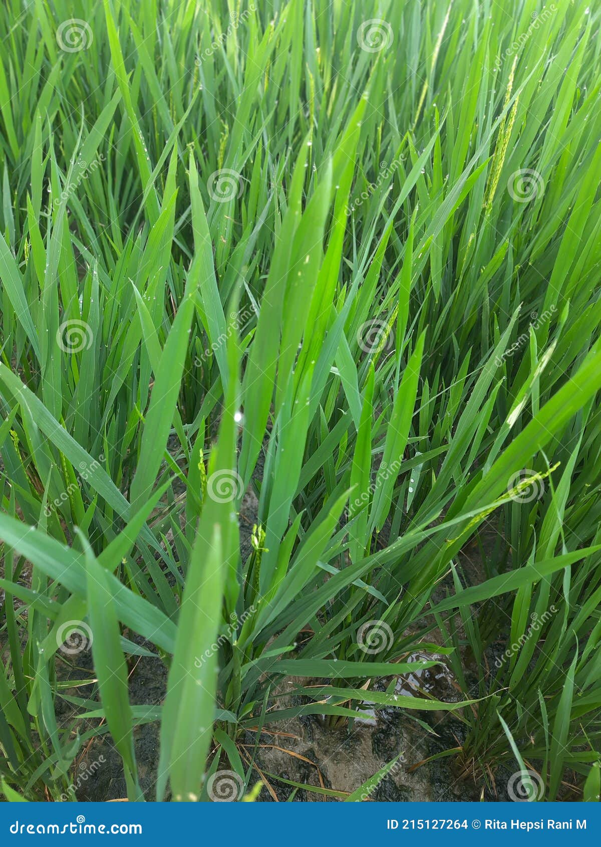 The Growing Stage of the Paddy Field Stock Photo - Image of nature ...