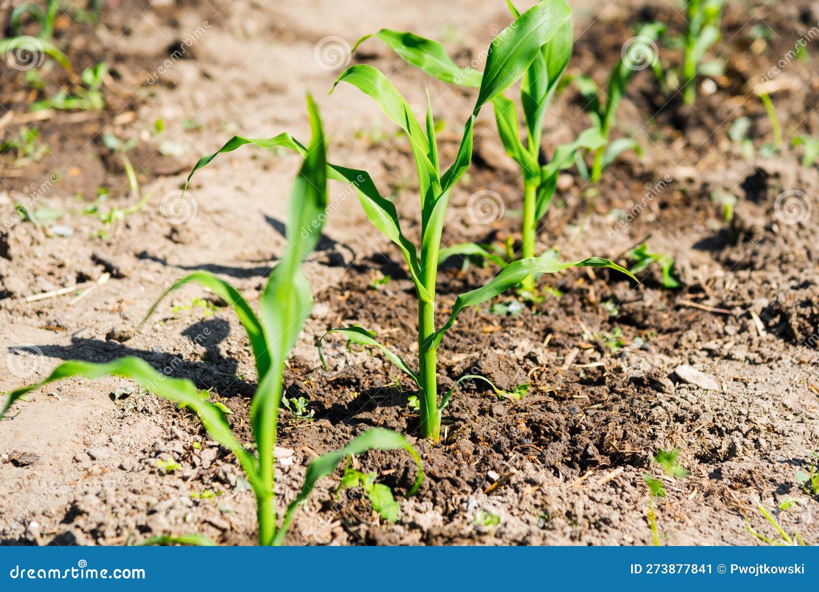 Growing Stage of Sweet Corn Plant Stock Image - Image of farm ...