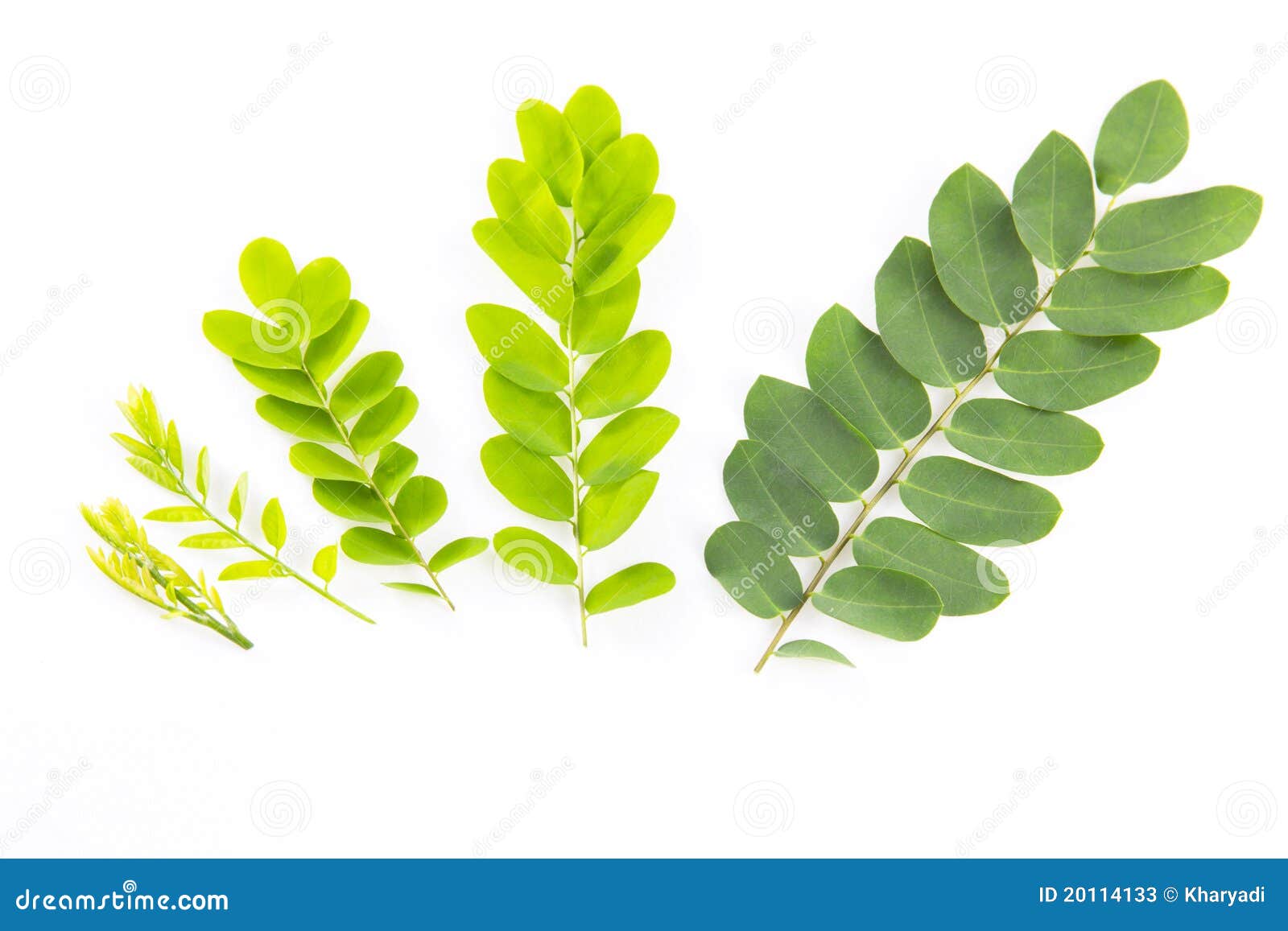 Growing stages of leaves. stock image. Image of grow - 20114133