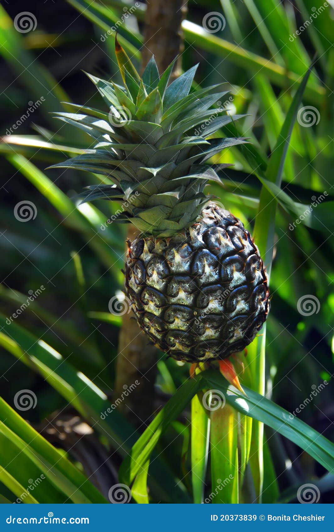 Growing on the stem stock image. Image of natural, plant - 20373839