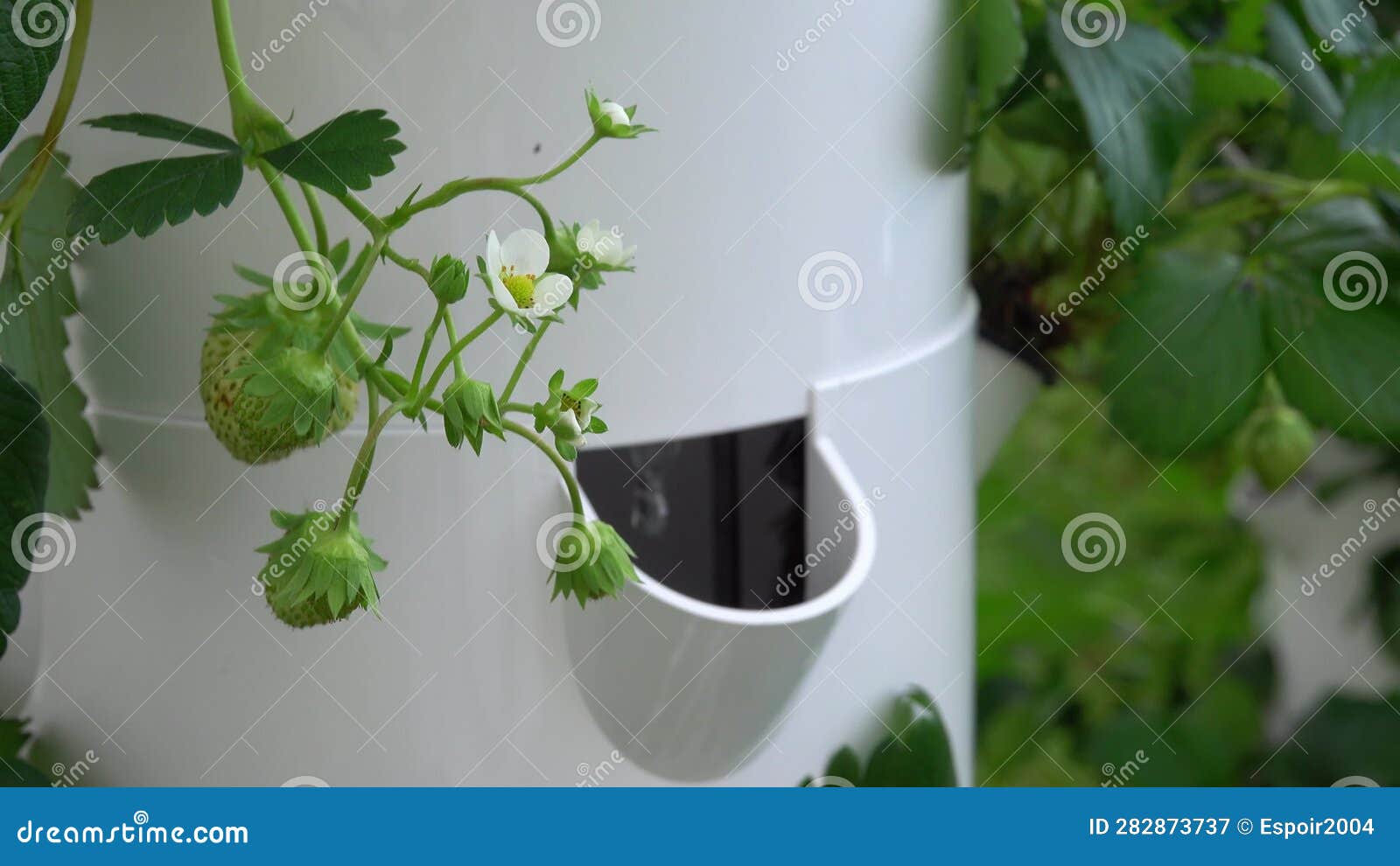 Growing Strawberries Using a Soilless Method Hydroponics Stock Video ...