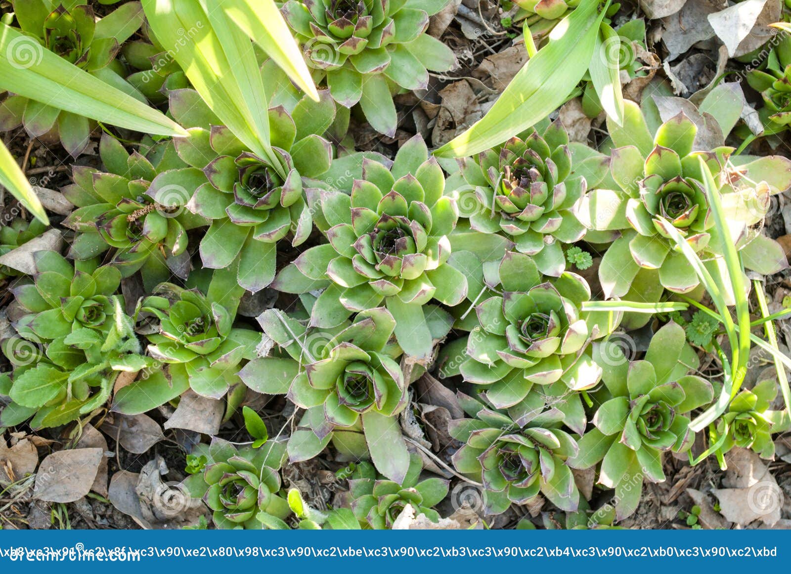 Growing Succulents in the Wild, Close-up. the Beginning of Spring Stock ...