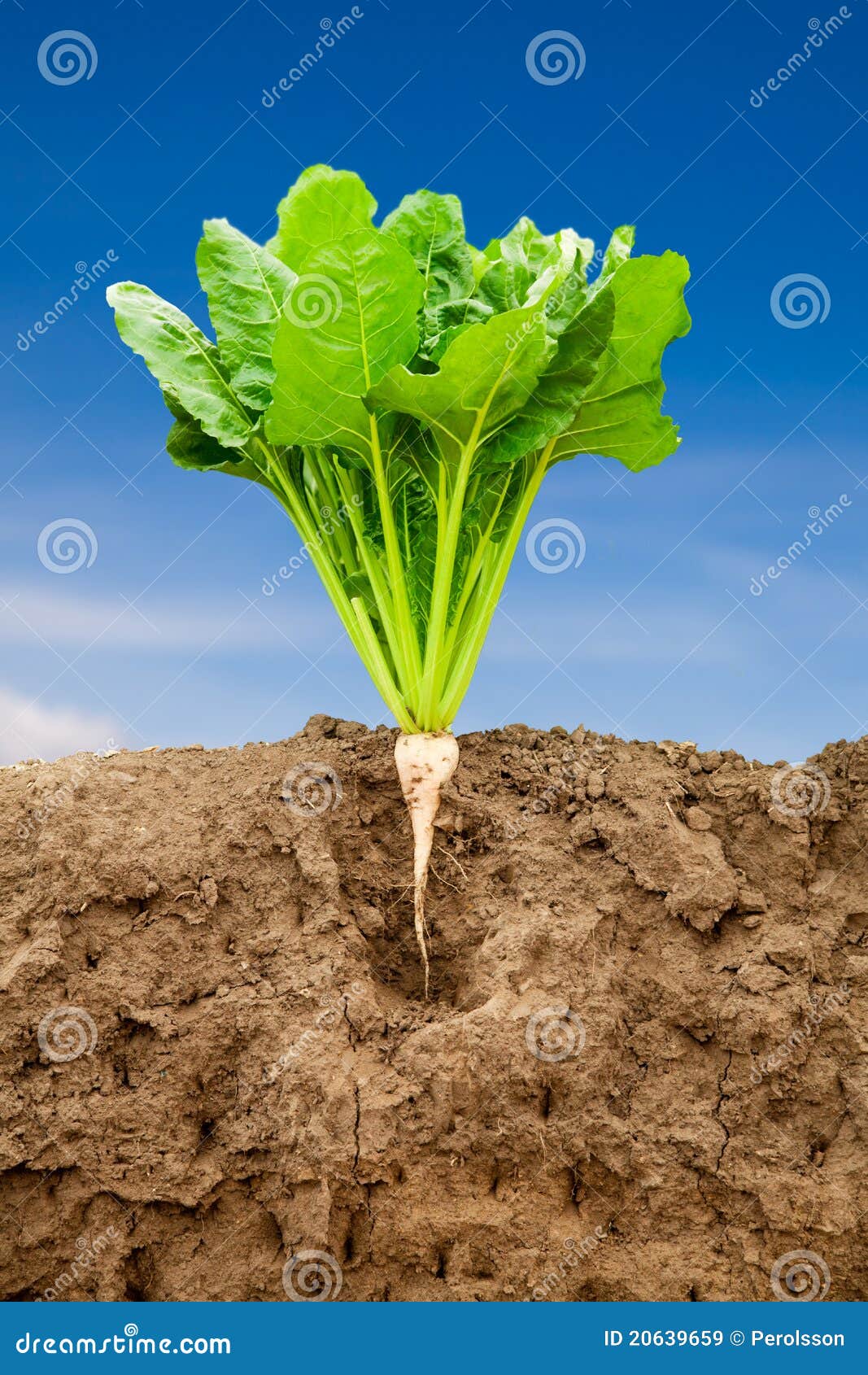 Growing sugar beet stock image. Image of brown, soil - 20639659