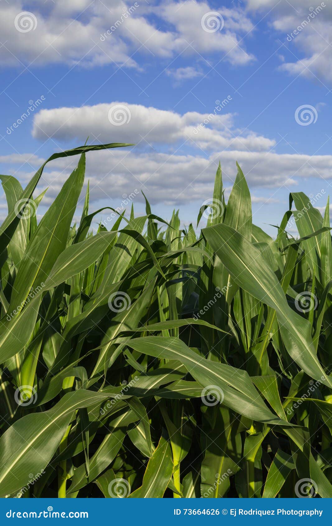 Growing Summer corn. stock photo. Image of corn, grain - 73664626