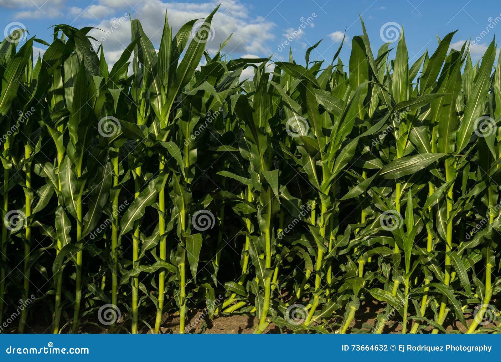 Growing Summer corn. stock photo. Image of background - 73664632