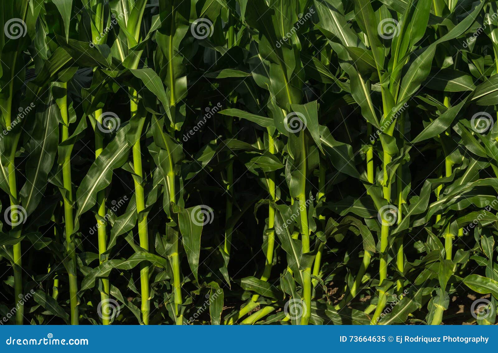 Growing Summer corn. stock image. Image of clean, green - 73664635