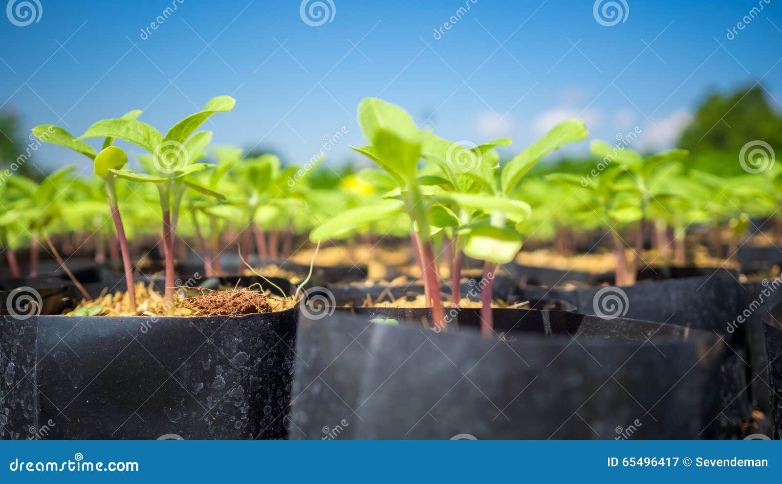 Growing Sunflower sprouts. stock image. Image of blossom - 65496417