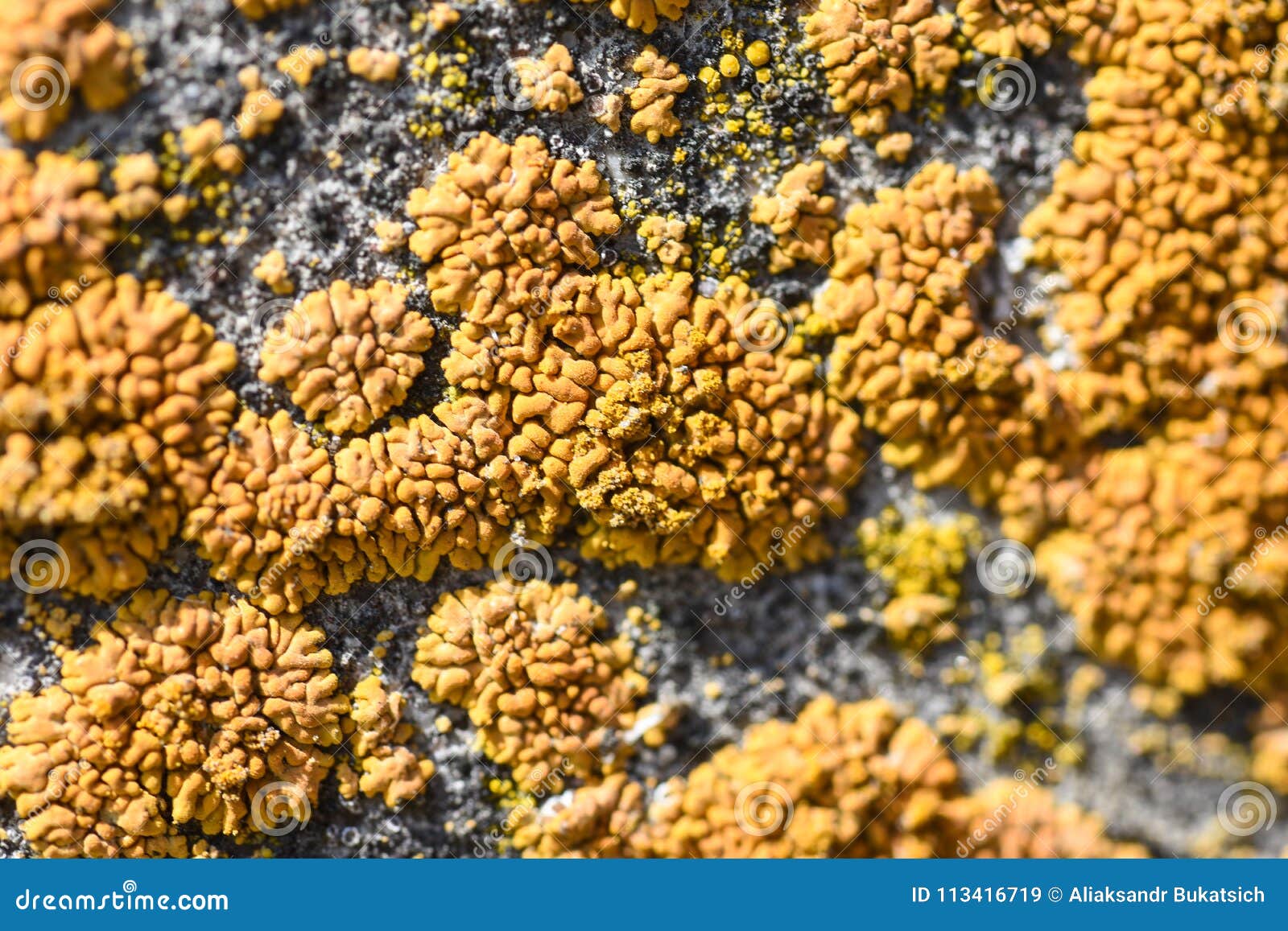 Growing on the Surface of Yellow Mold Stock Image - Image of danger ...