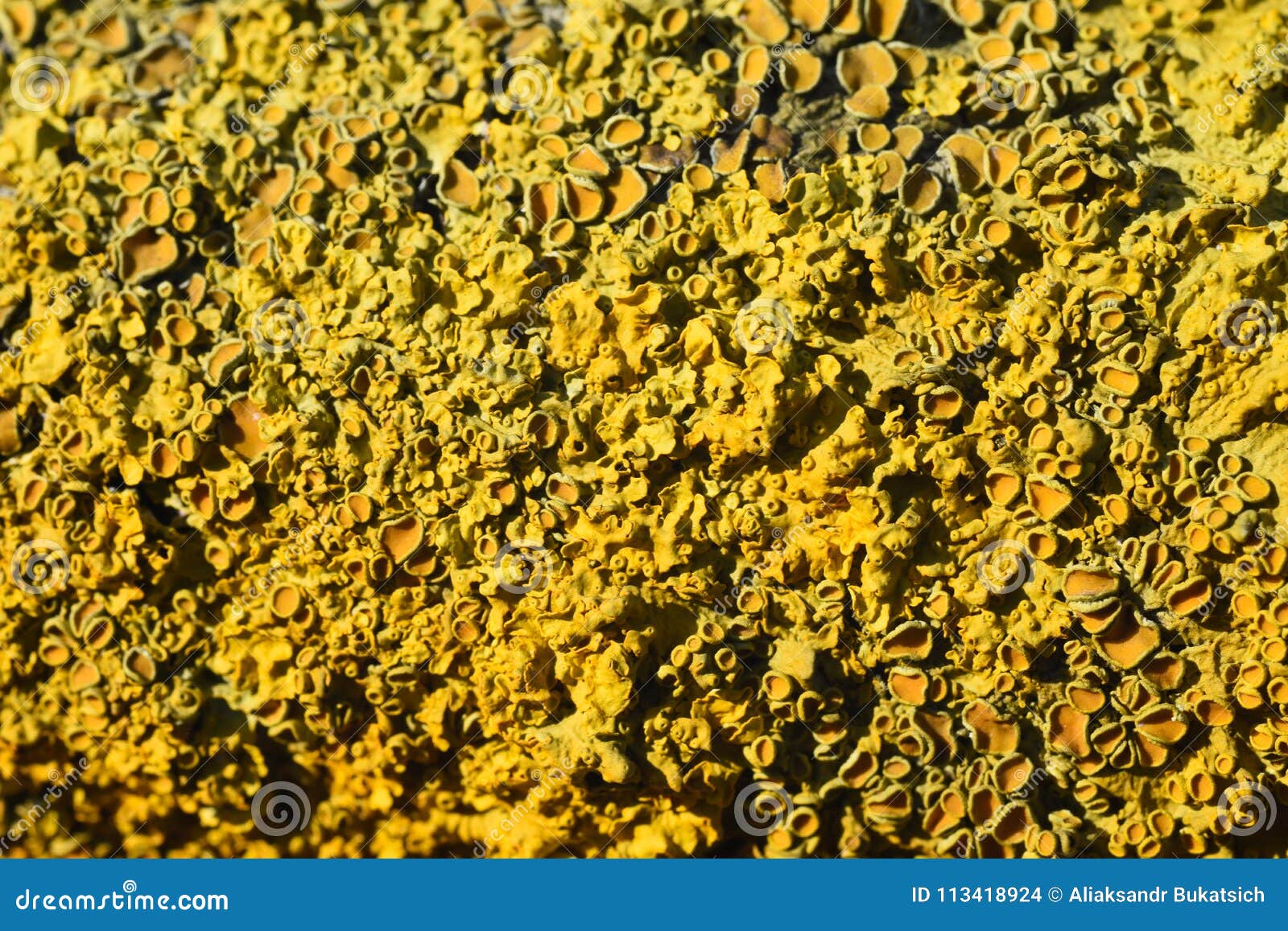Growing on the Surface of Yellow Mold Stock Photo - Image of black ...
