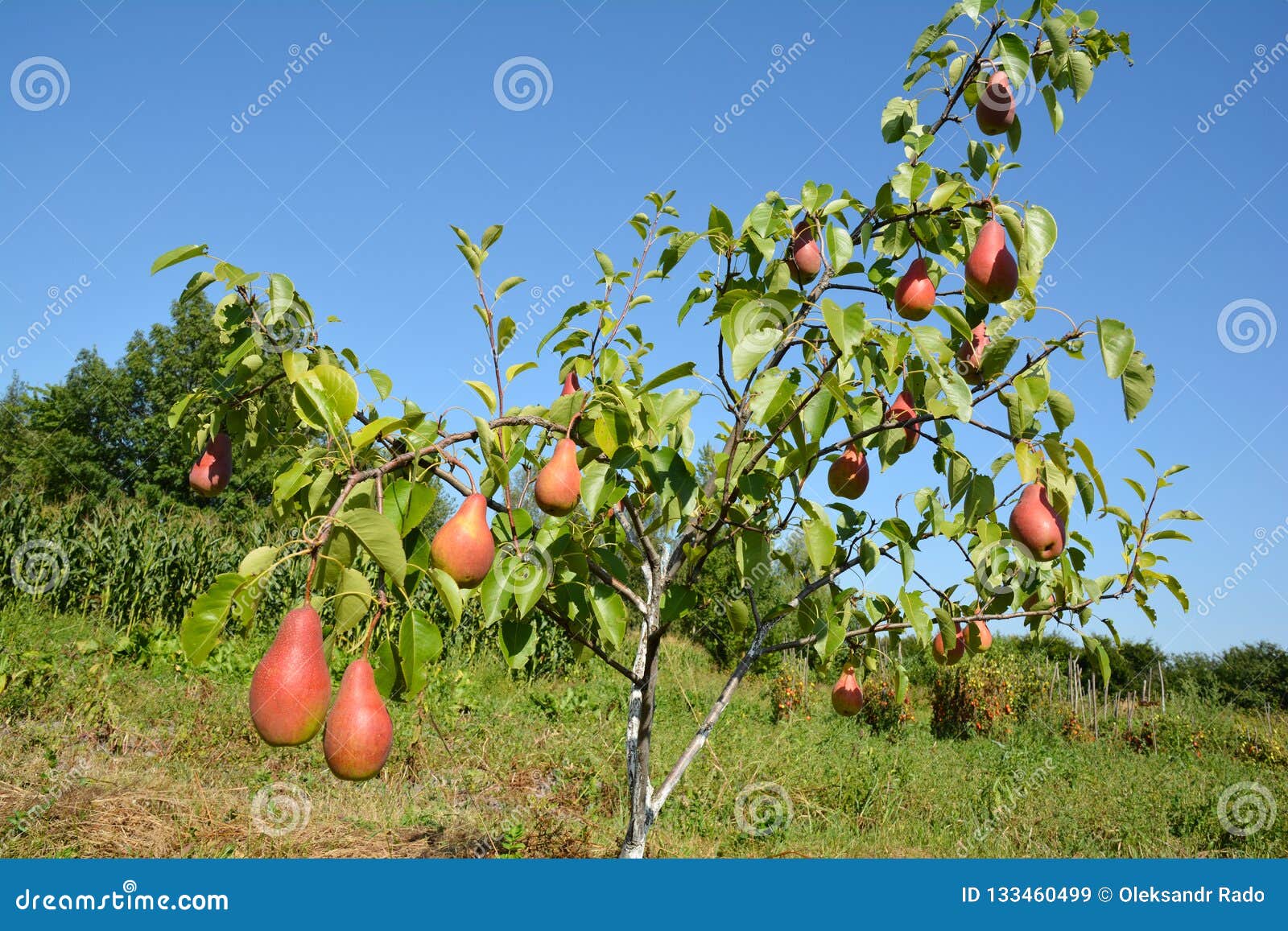 Growing Red Sweet Pears on the Pear Tree Stock Image - Image of juicy ...