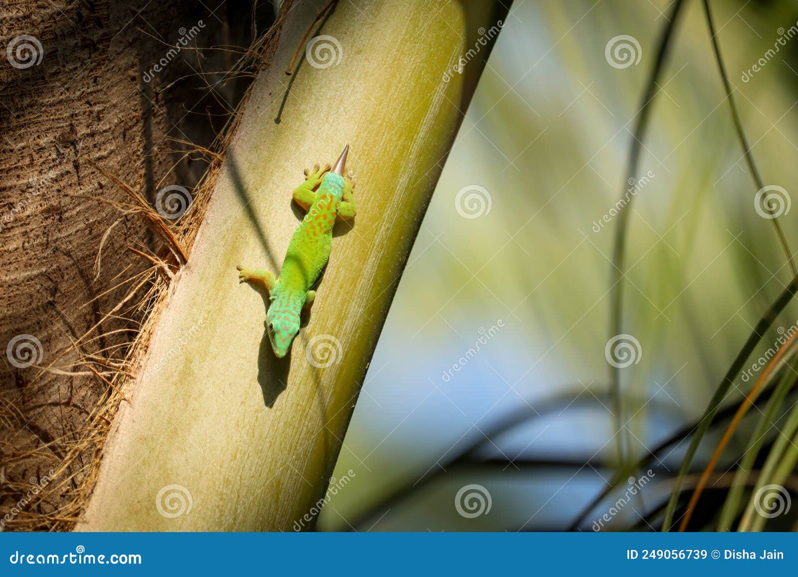 Growing tail of a Gecko stock image. Image of tail, wildlife - 249056739
