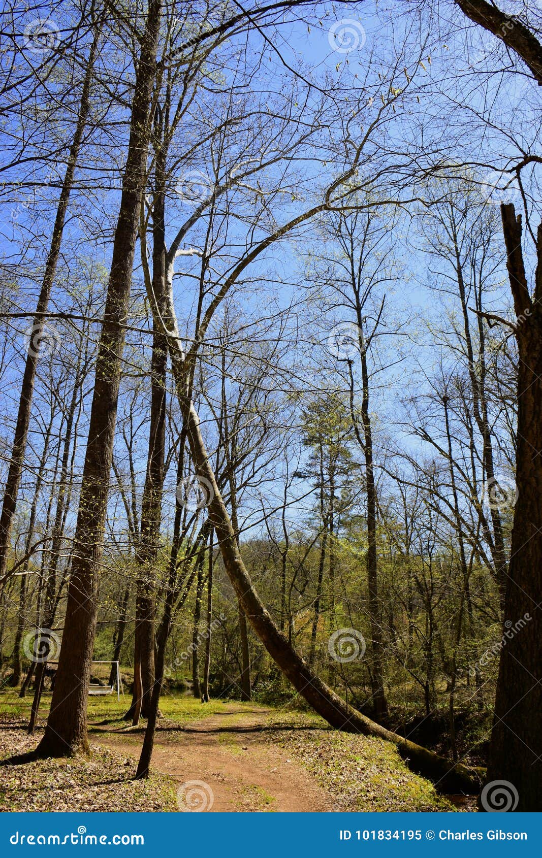 Leaning tree stock image. Image of countryside, leaves - 101834195