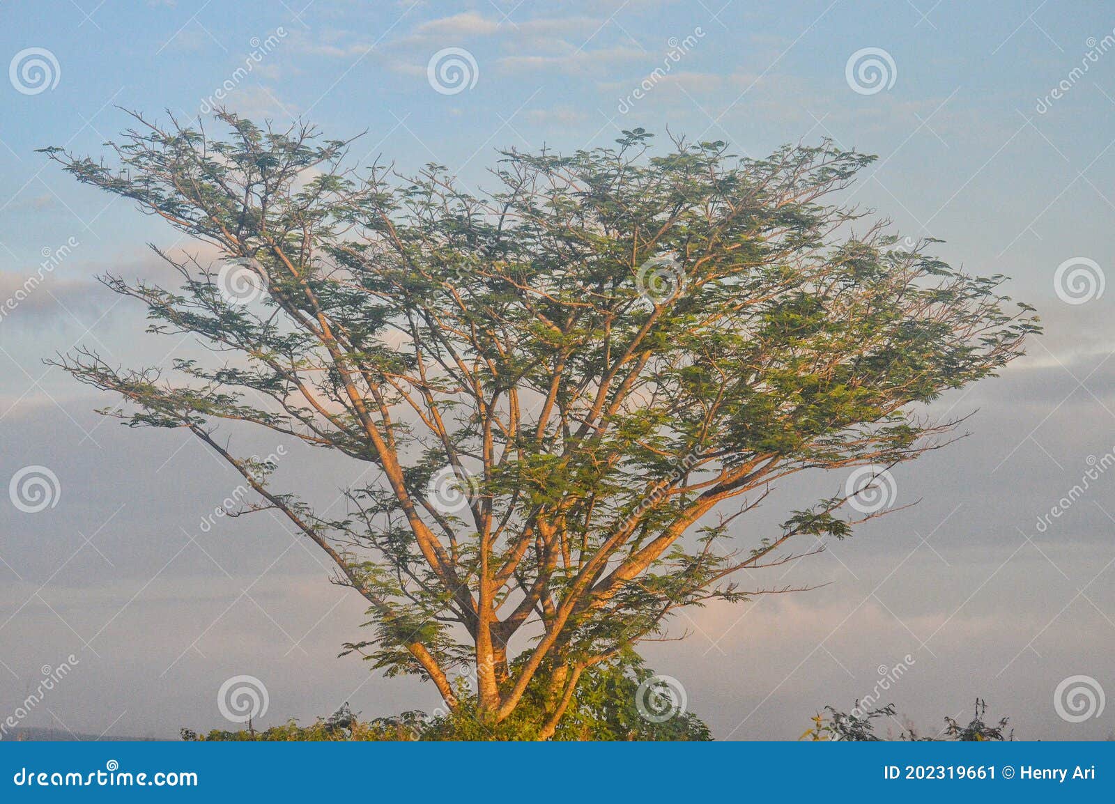 Growing Tall Trees stock image. Image of amazing, walk - 202319661