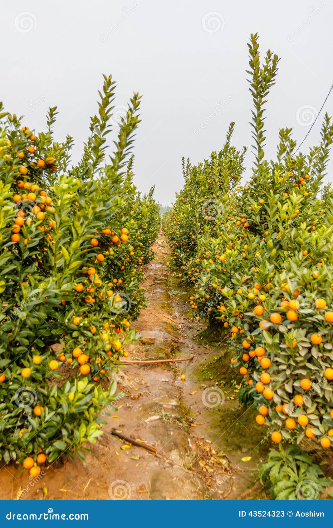 Growing Tangerines stock image. Image of colored, growing - 43524323