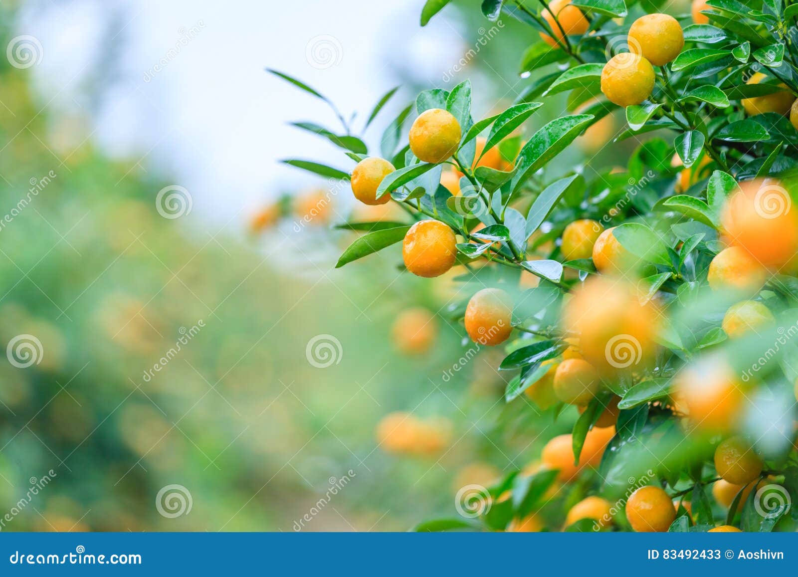 Growing Tangerines stock image. Image of asia, drop, abundance - 83492433