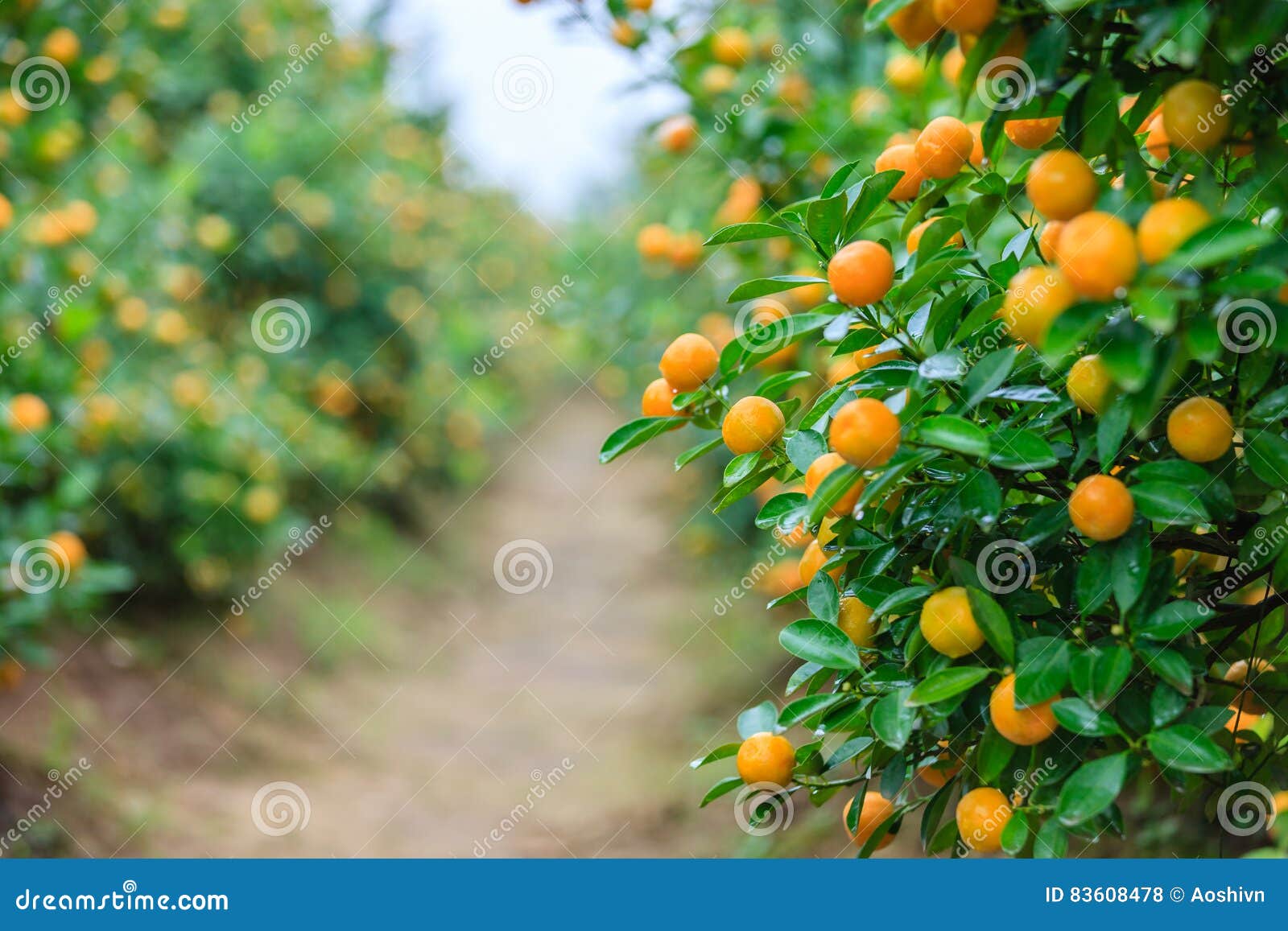 Growing Tangerines stock photo. Image of formal, leaf - 83608478