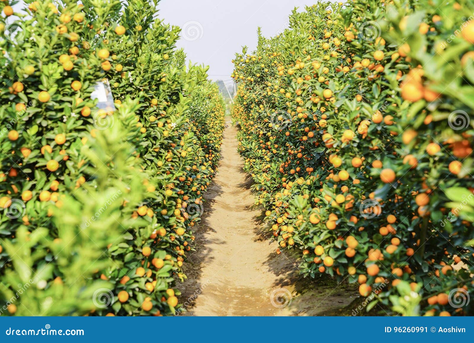 Growing Tangerines at Hanoi Stock Image - Image of crop, beauty: 96260991