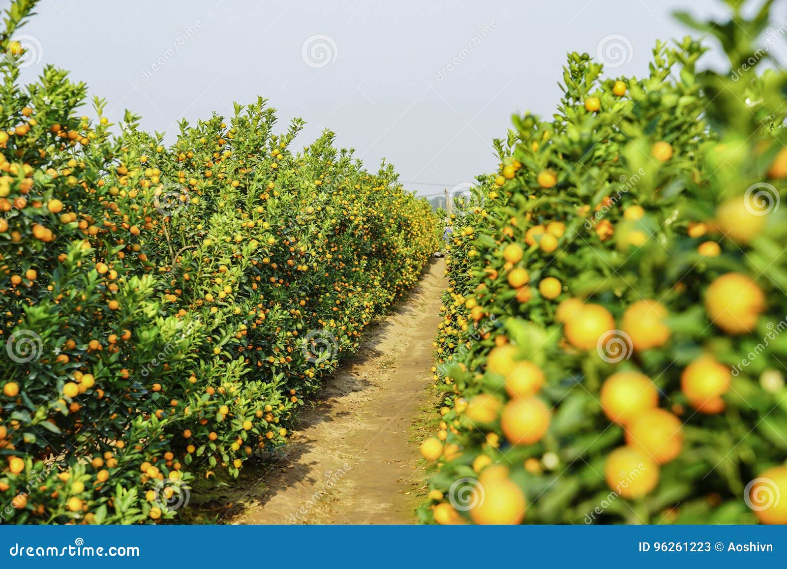 Growing Tangerines at Hanoi Stock Image - Image of agriculture, healthy ...