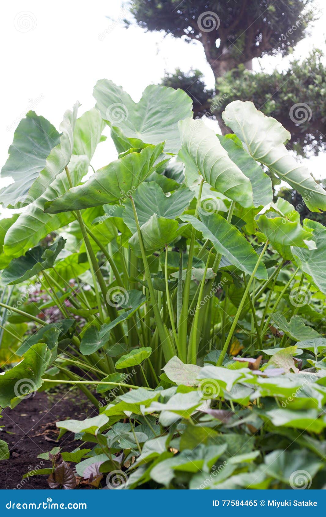 Growing taro on the farm stock image. Image of taro, sunny - 77584465