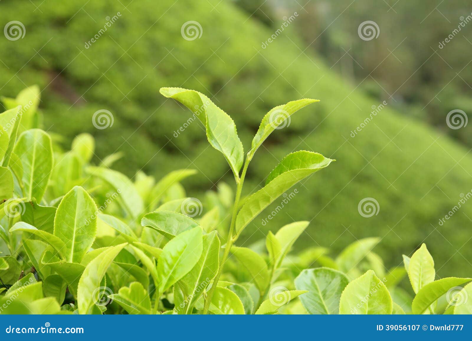 Growing tea leaf closeup stock image. Image of field - 39056107
