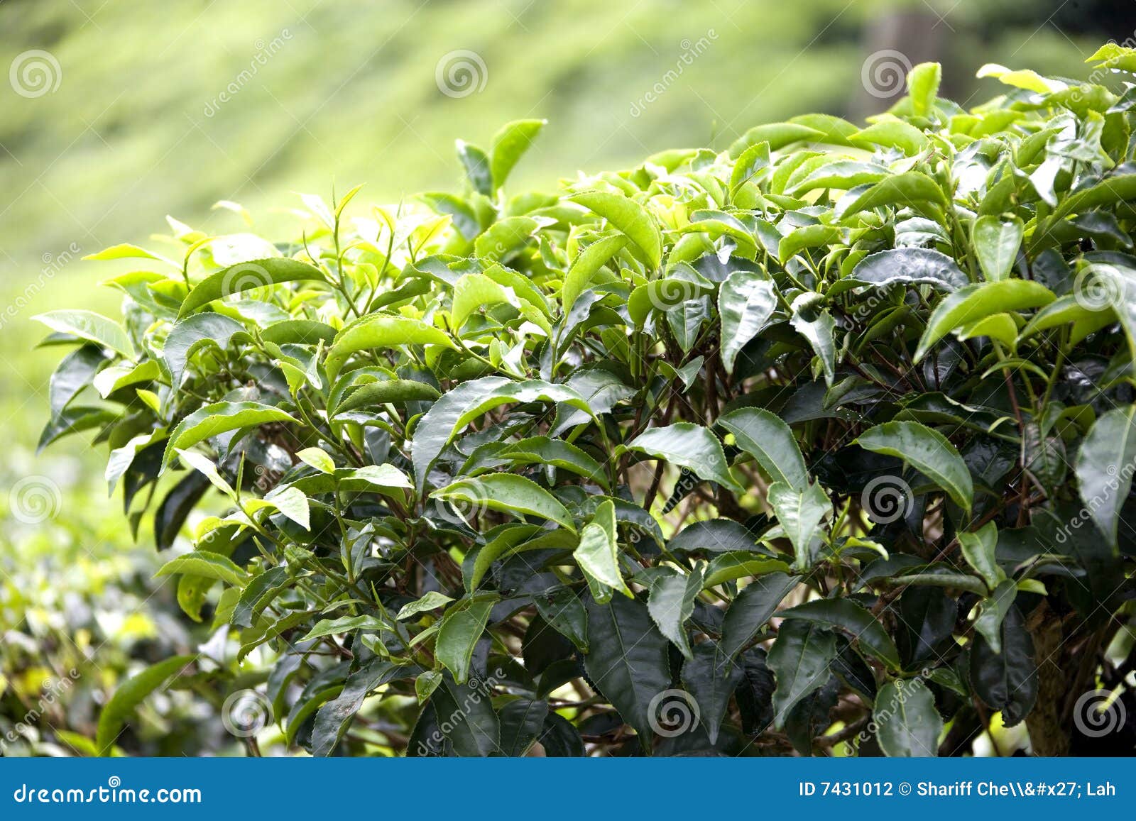 Growing Tea Leaves stock photo. Image of leaves, highlands - 7431012