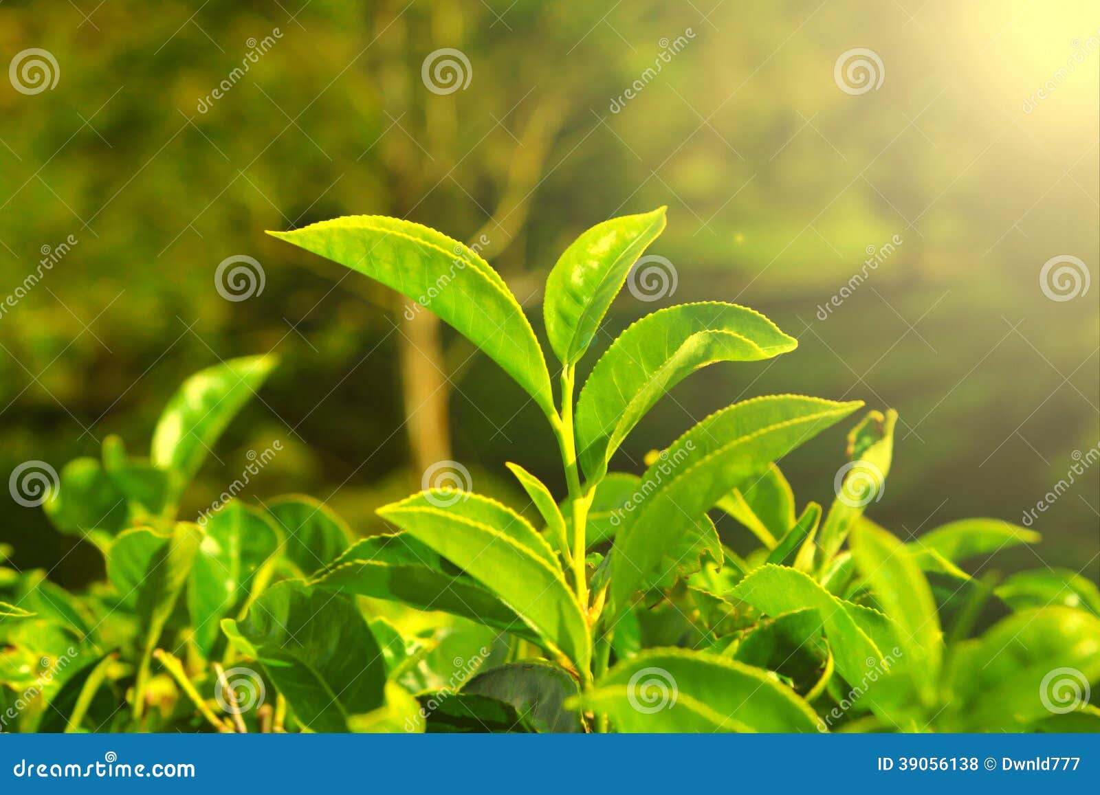 Growing tea leaves closeup stock photo. Image of foliage - 39056138