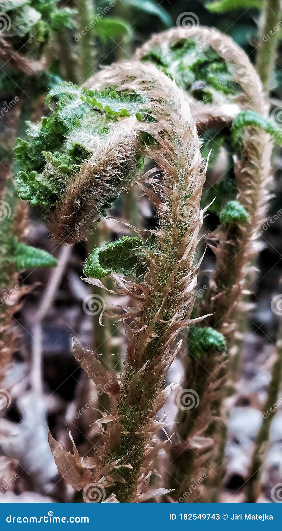 Growing tendrils of fern stock image. Image of nature - 182549743