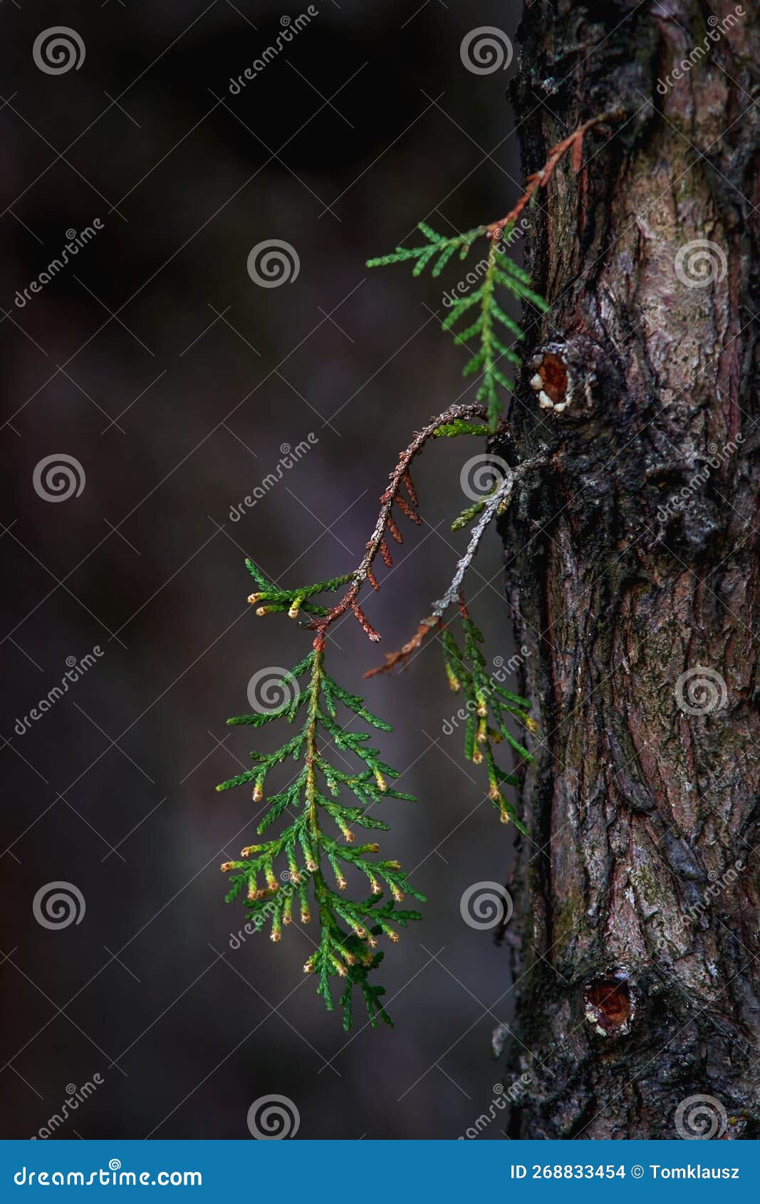 New life on the thuja tree stock photo. Image of plant - 268833454
