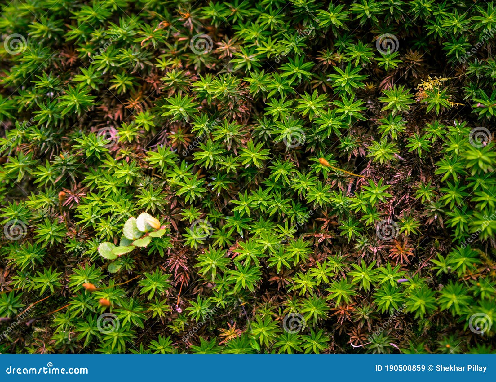Growing Tiny Plants, Creating a Beautiful Texture and Pattern. Stock ...