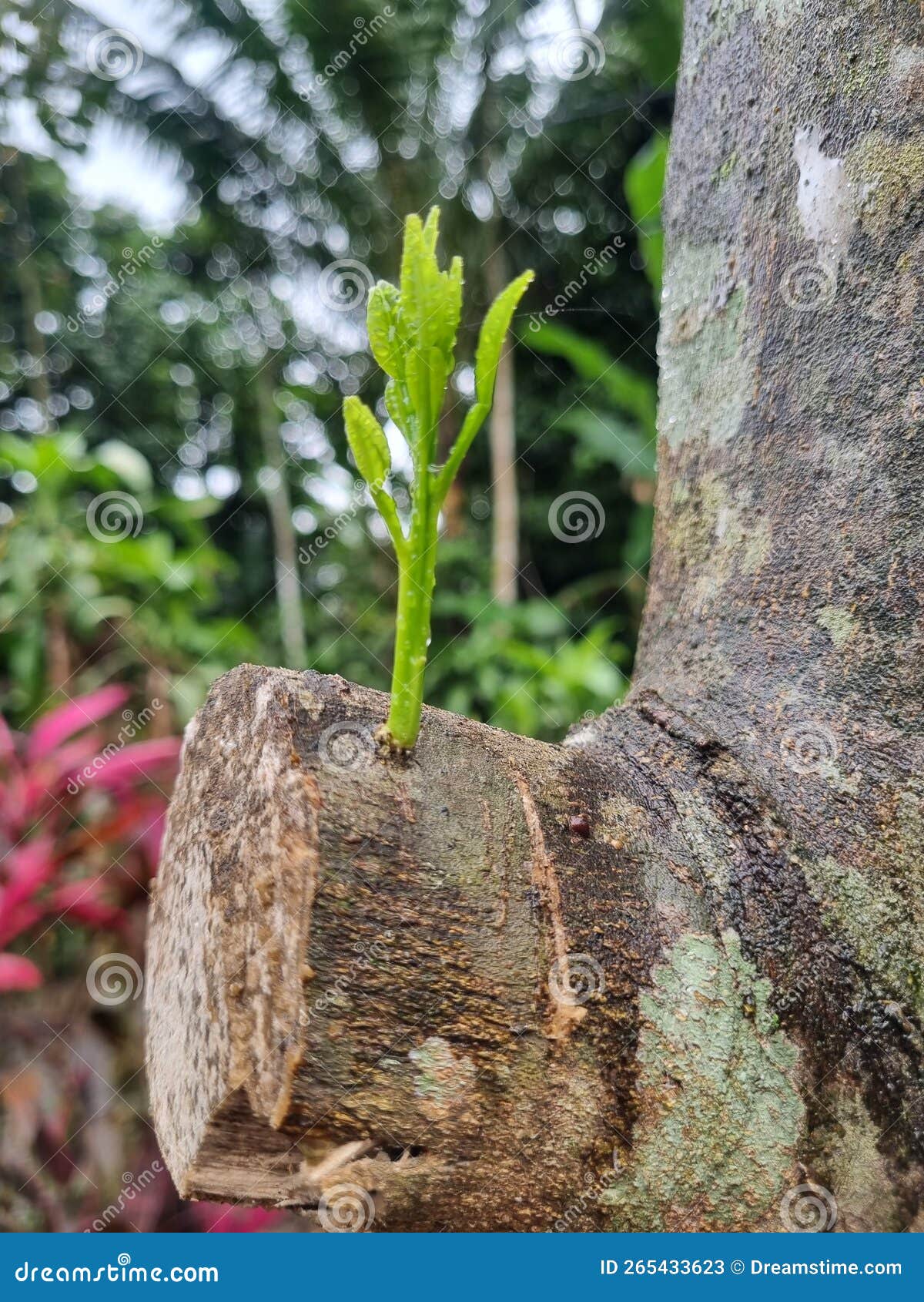 Growing Tiny Sprout in a Cut Big Tree Stock Image - Image of sprout ...