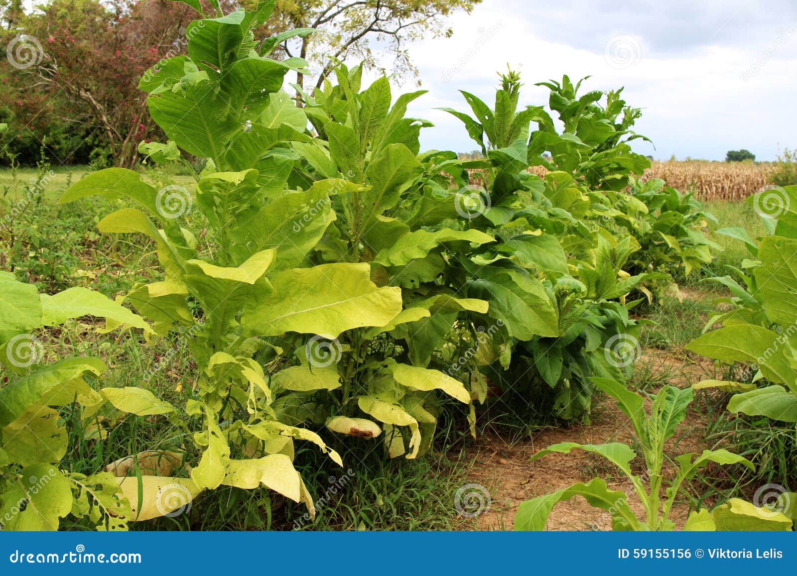Growing tobacco plants stock photo. Image of industry - 59155156