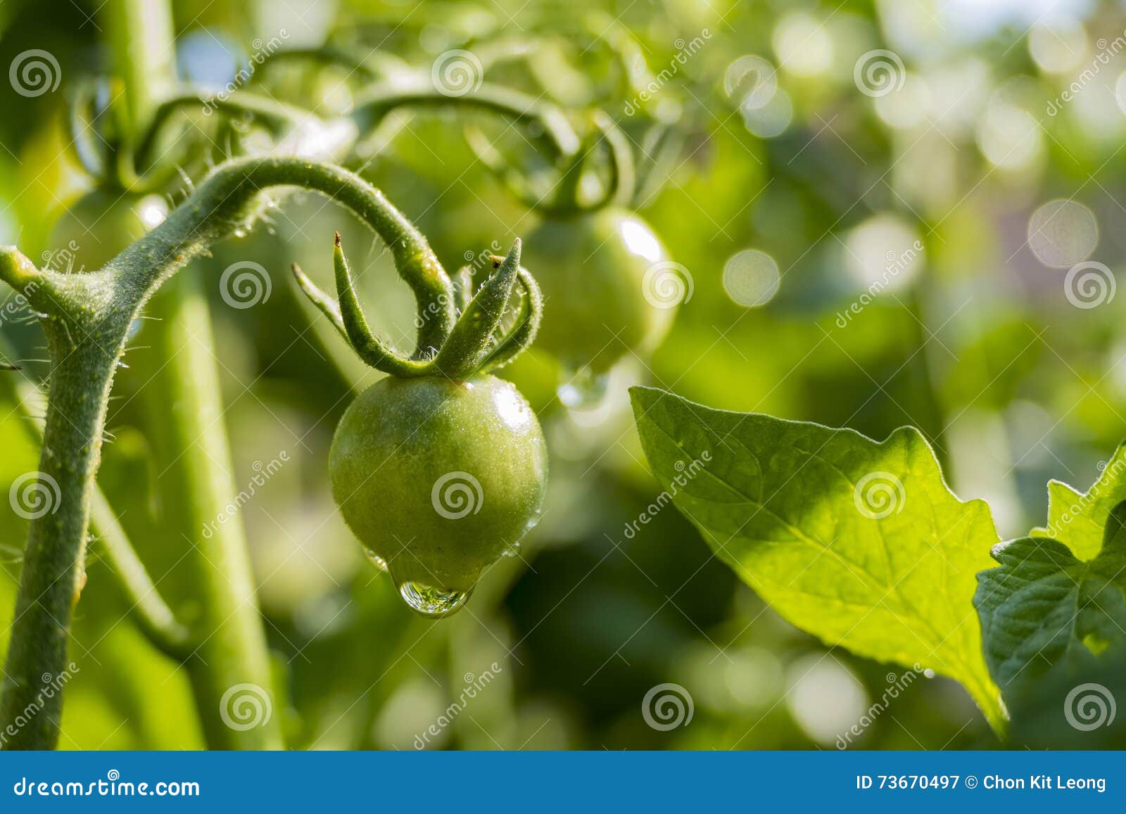 Growing Tomato Sprouts With Visible Underground Roots On The Ground ...