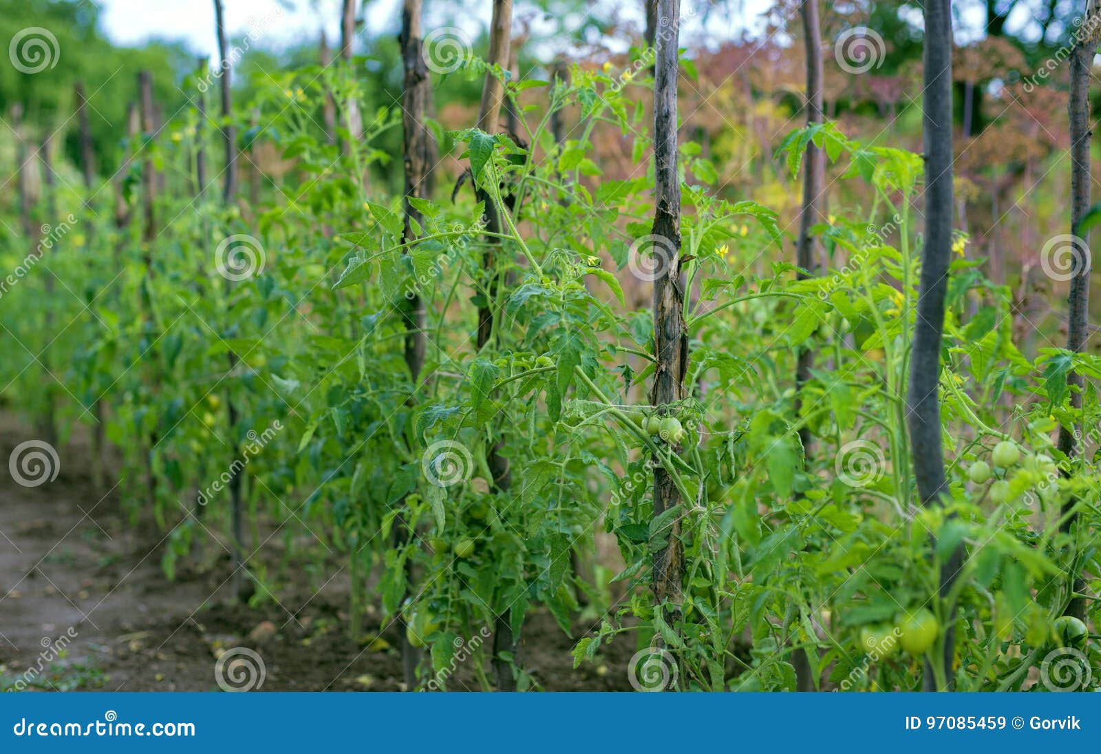 Growing Tomato on the Ground Stock Image - Image of garden, wallpaper ...
