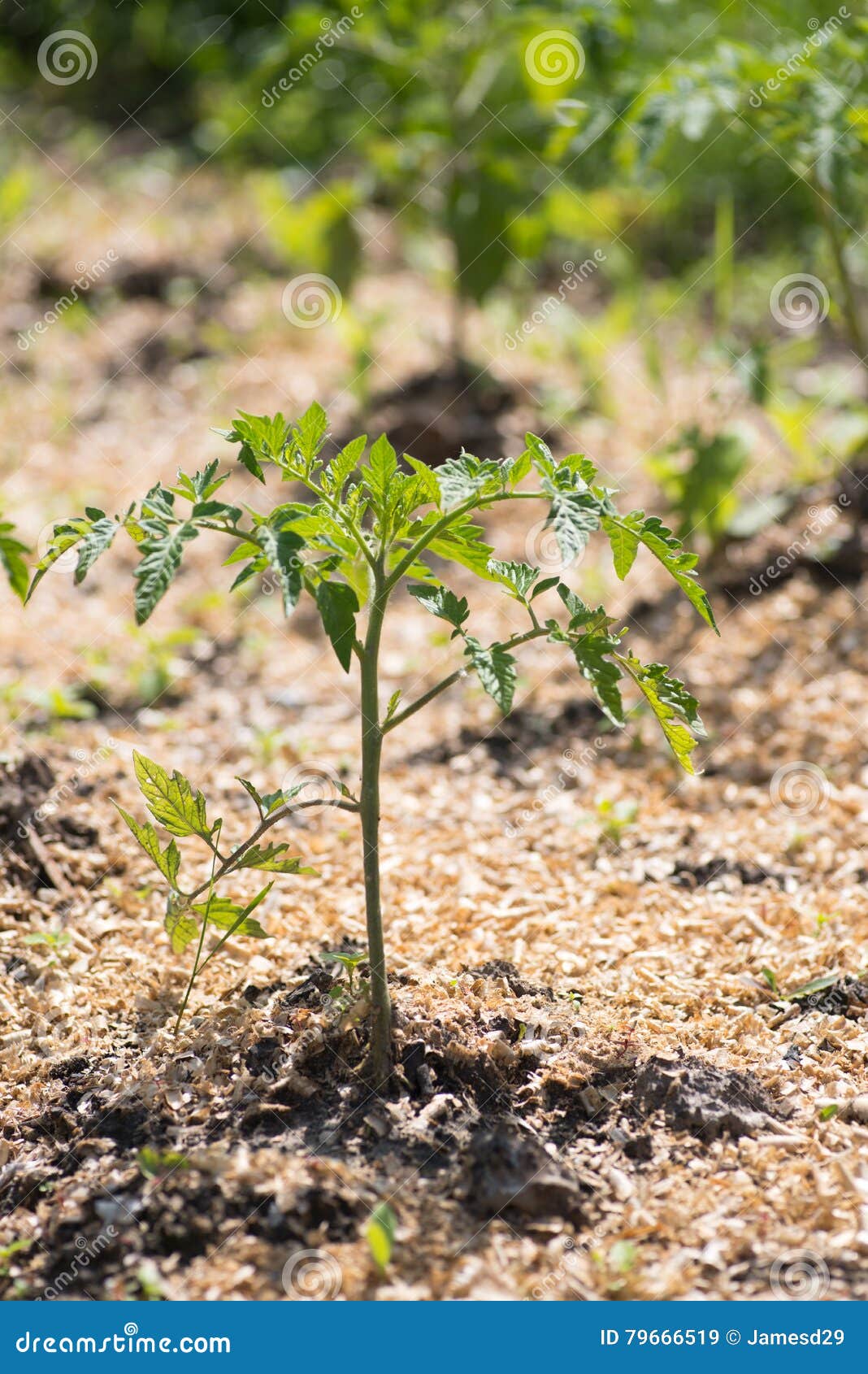 Growing tomato plant stock image. Image of sprout, organic - 79666519