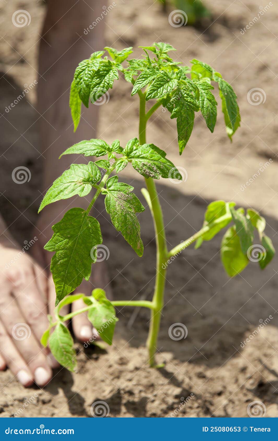 Growing Tomato Sprouts With Visible Underground Roots On The Ground ...