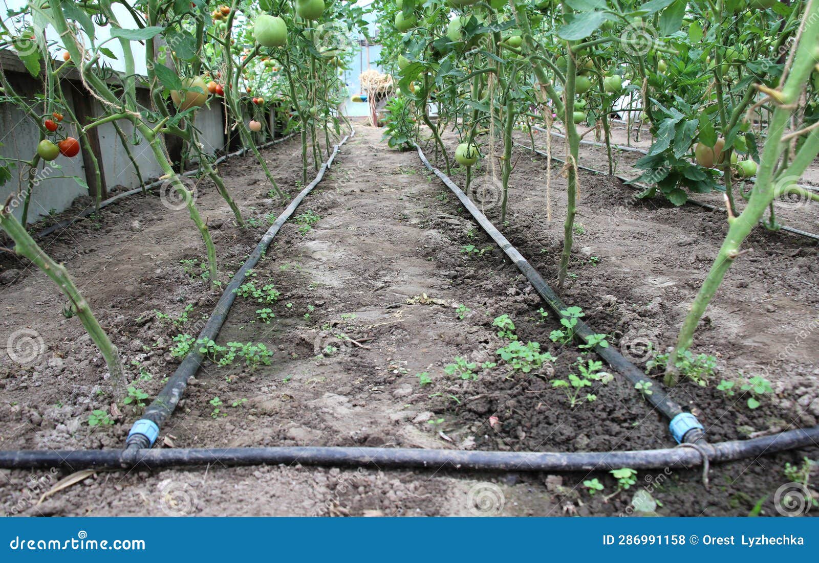 Growing Tomatoes in a Greenhouse Using Drip Irrigation Stock Photo ...
