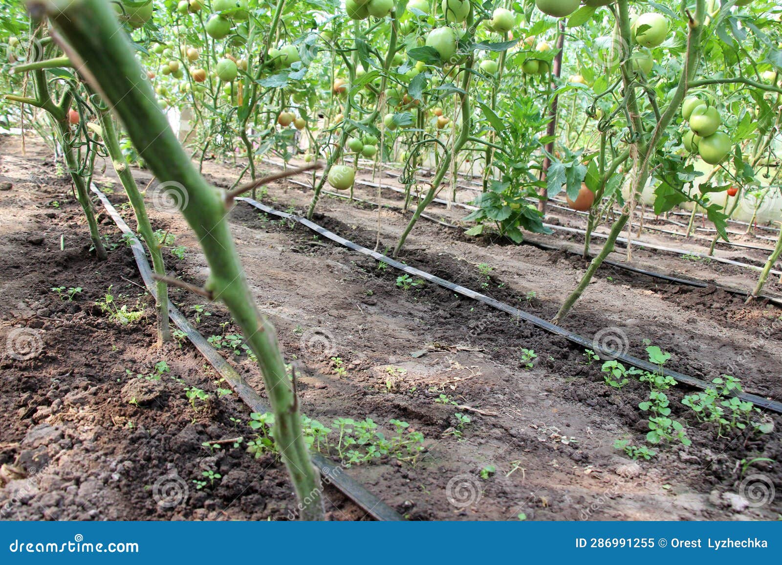 Growing Tomatoes in a Greenhouse Using Drip Irrigation Stock Image ...