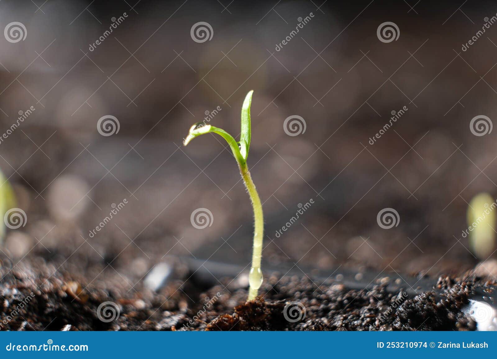 Growing Tomatoes from Seeds, Step by Step. Step 4 - the First Sprout ...