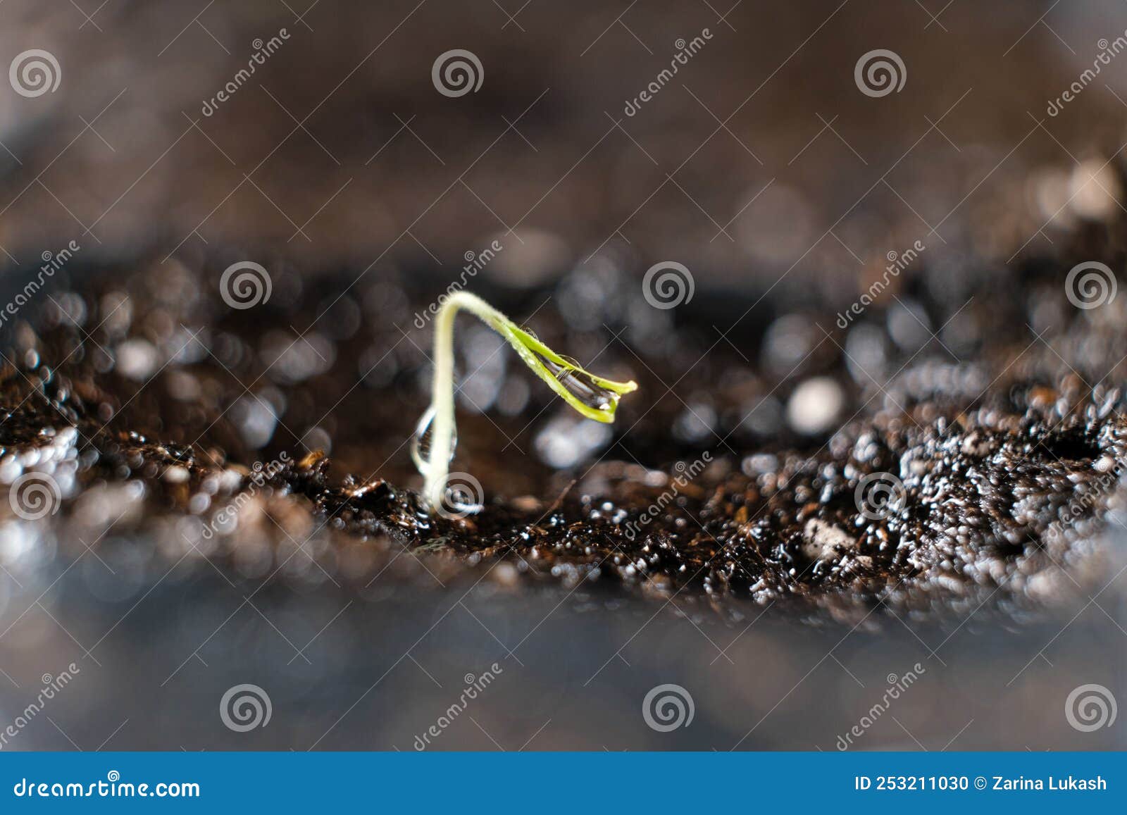 Growing Tomatoes from Seeds, Step by Step. Step 4 - the First Sprout ...