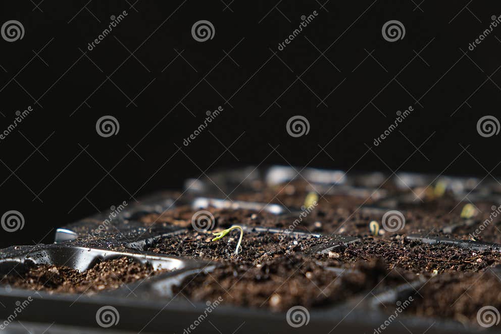 Growing Tomatoes from Seeds, Step by Step. Step 4 - the First Sprout ...