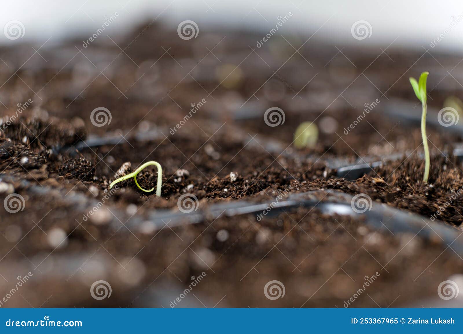 Growing Tomatoes from Seeds, Step by Step. Step 4 - the First Sprout ...