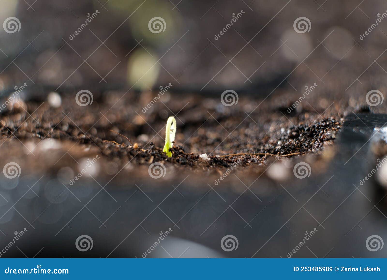 Growing Tomatoes from Seeds, Step by Step. Step 4 - the First Sprout ...