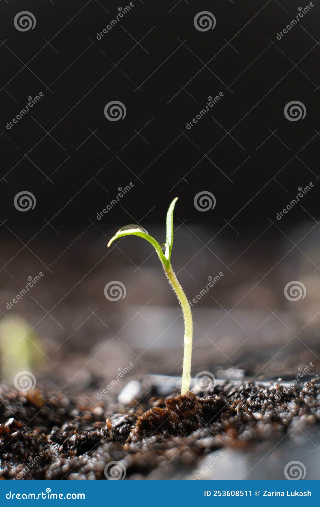 Growing Tomatoes from Seeds, Step by Step. Step 4 - the First Sprout ...