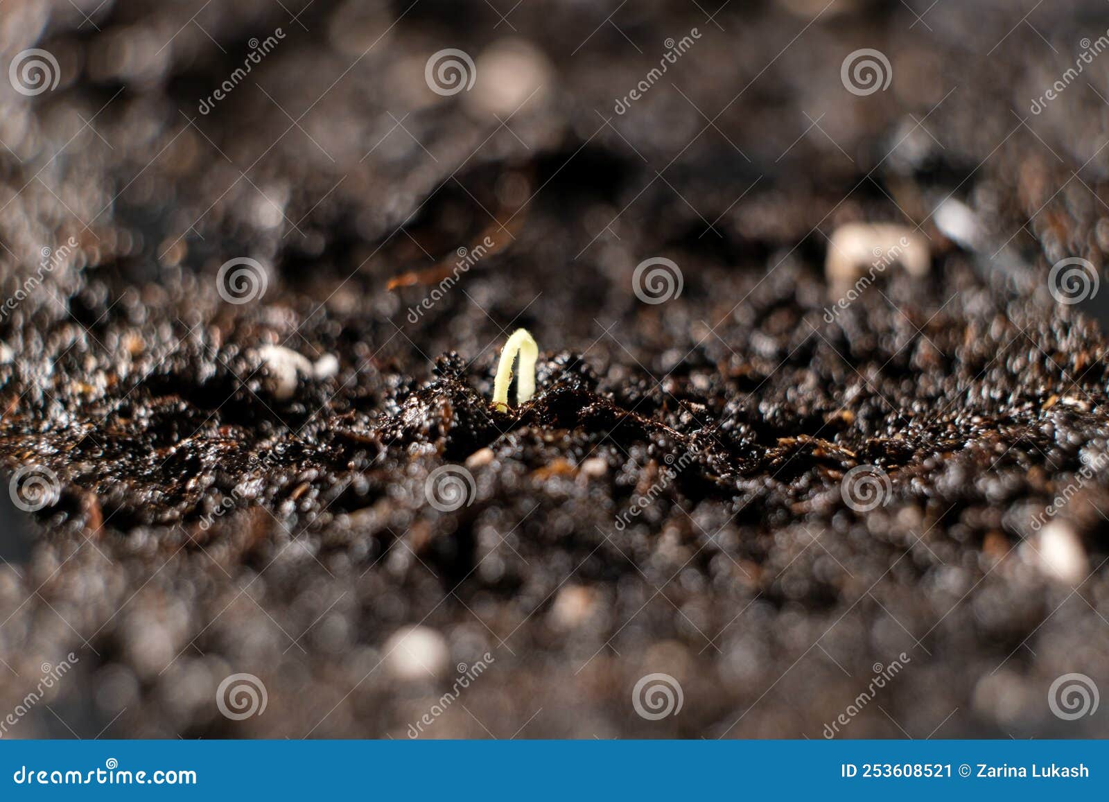 Growing Tomatoes from Seeds, Step by Step. Step 4 - the First Sprout ...
