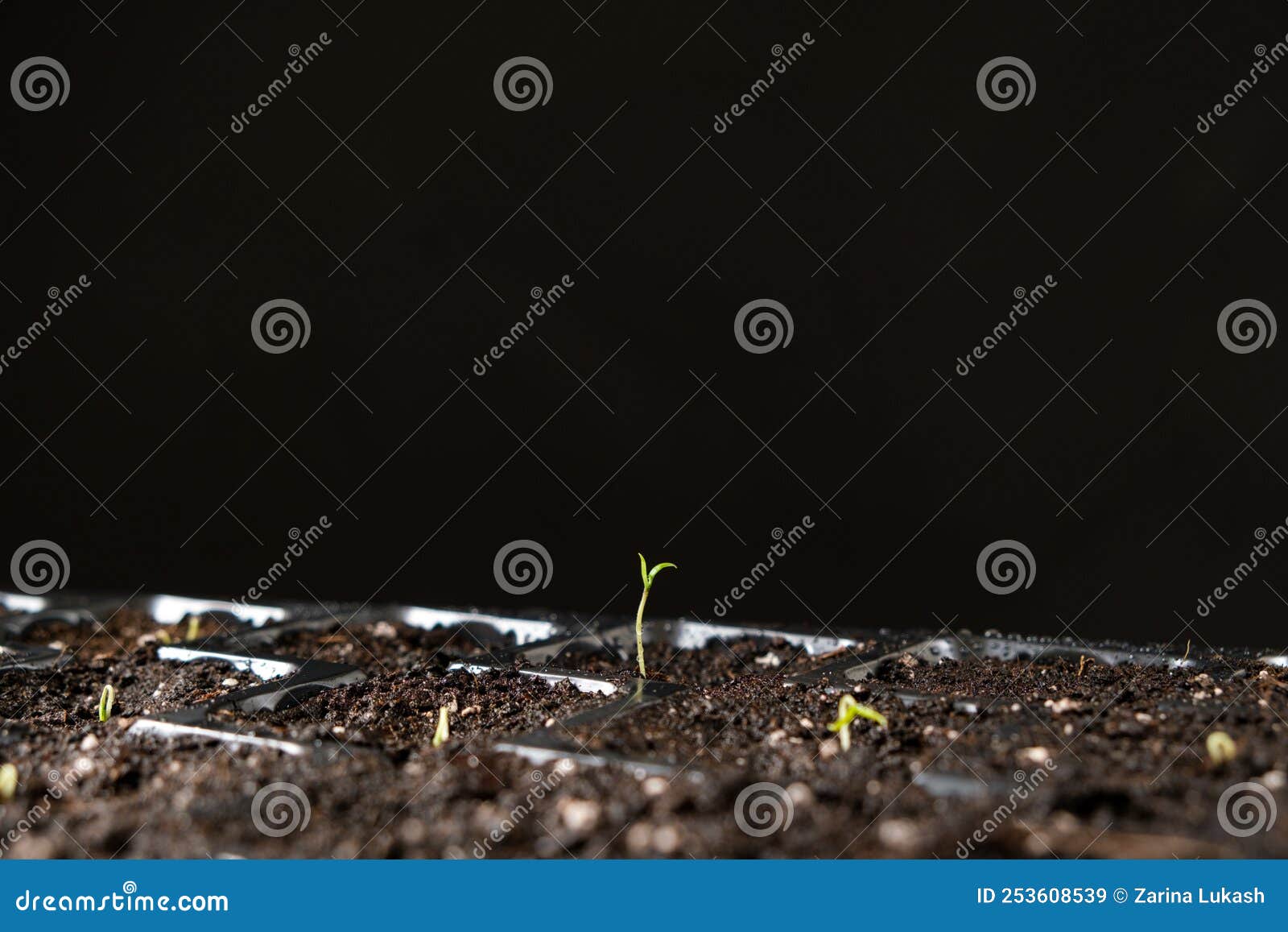 Growing Tomatoes from Seeds, Step by Step. Step 4 - the First Sprout ...