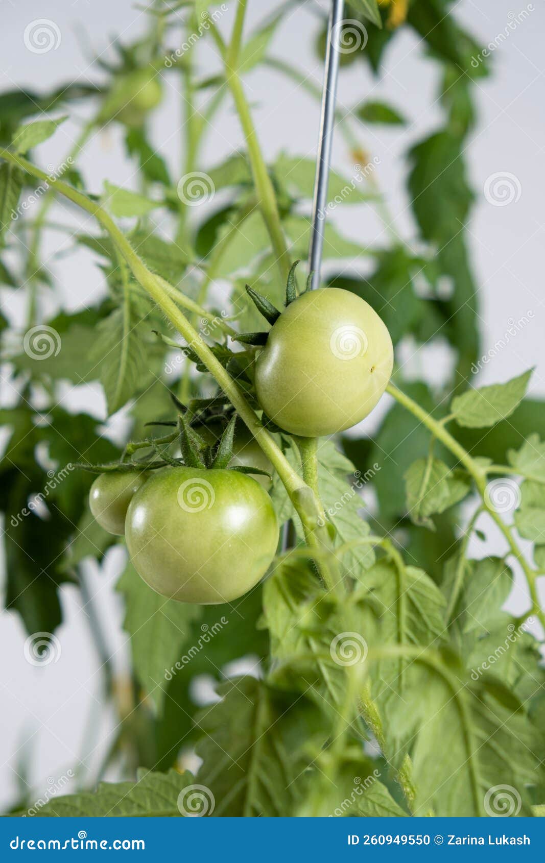 Growing Tomatoes from Seeds, Step by Step. Step 12 - Lots of Green ...
