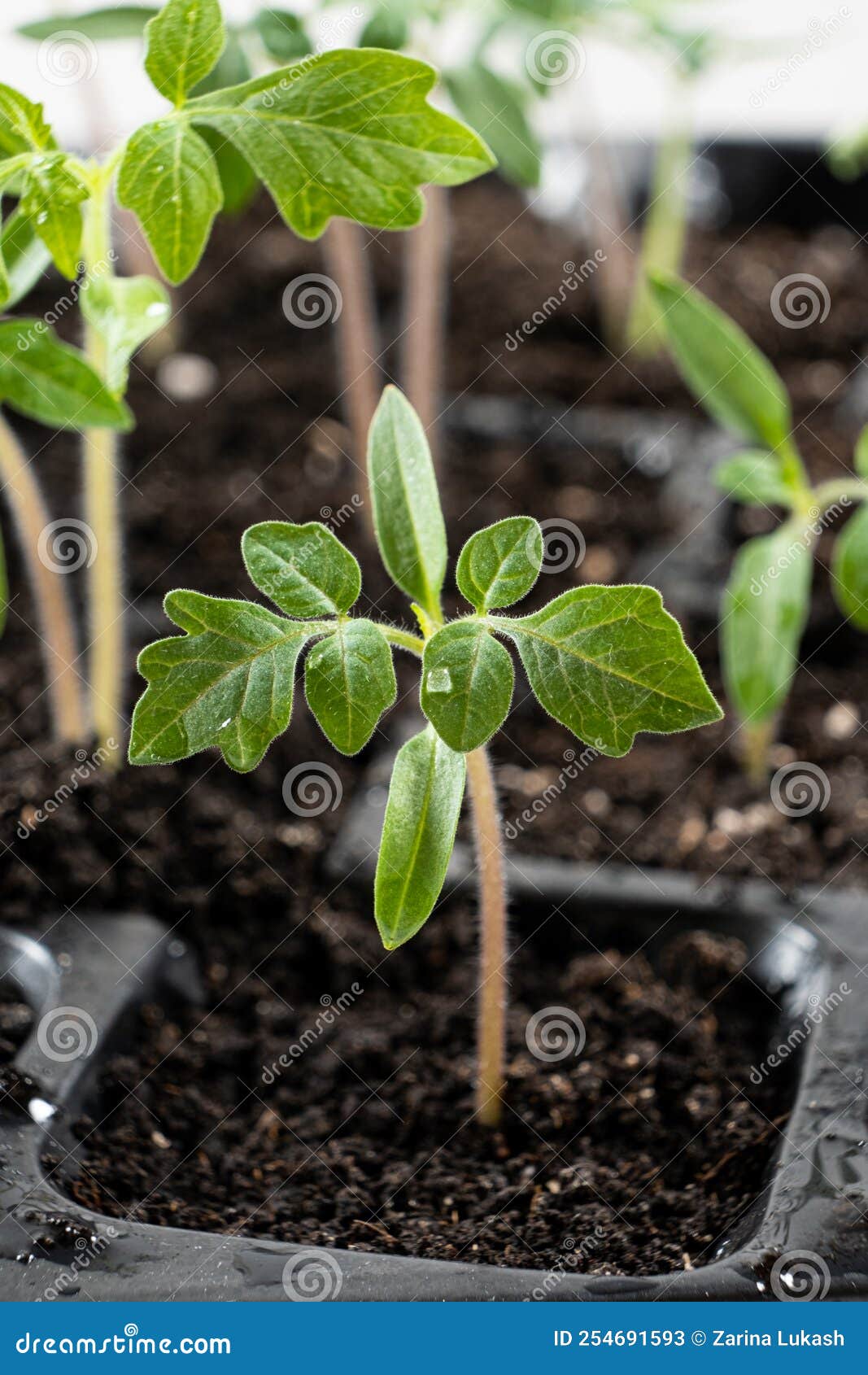Growing Tomatoes from Seeds, Step by Step. Step 7 - the Sprouts Have ...